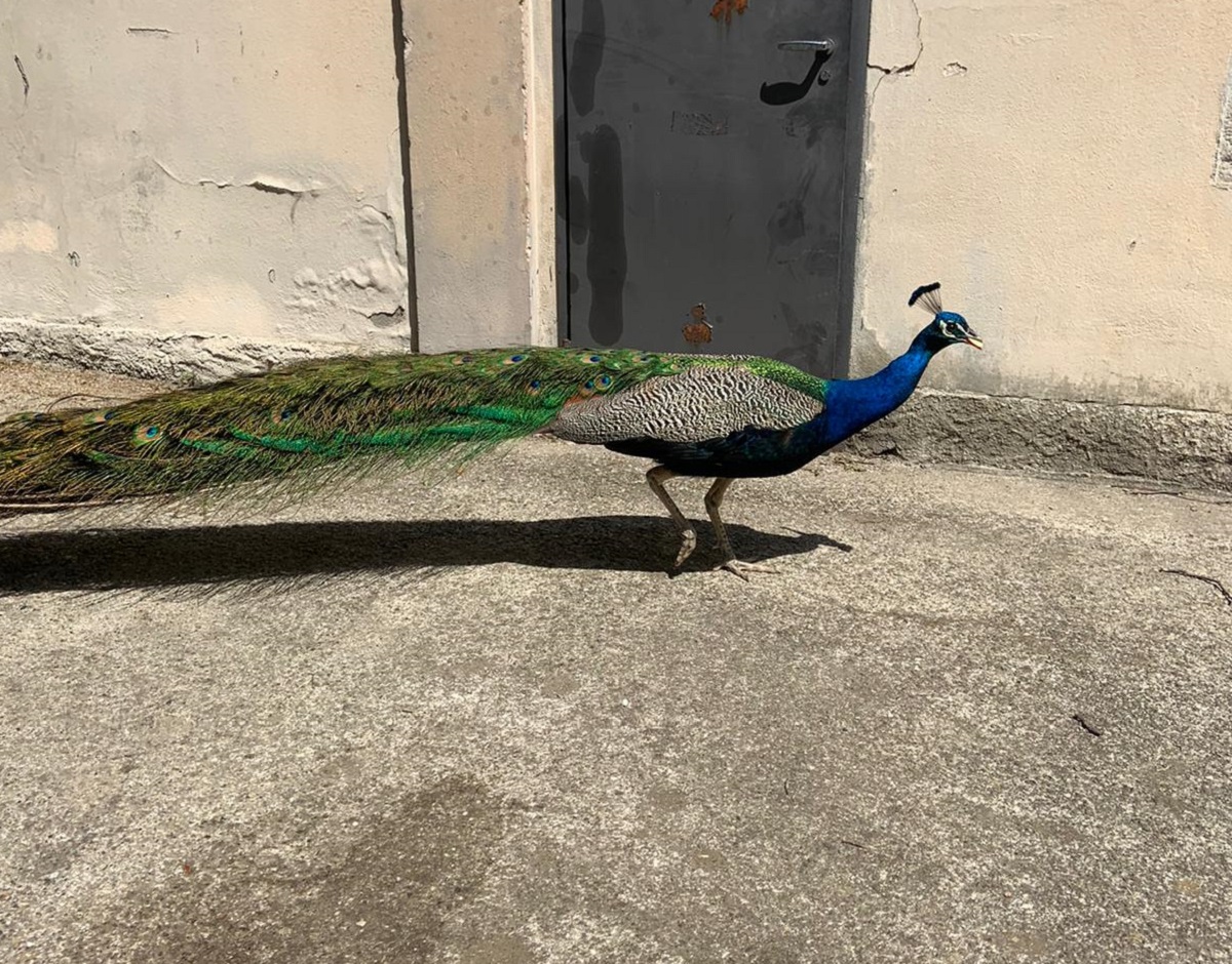 VIDEO Un pavone a spasso: apparizione mattutina nel cortile di Coop ...