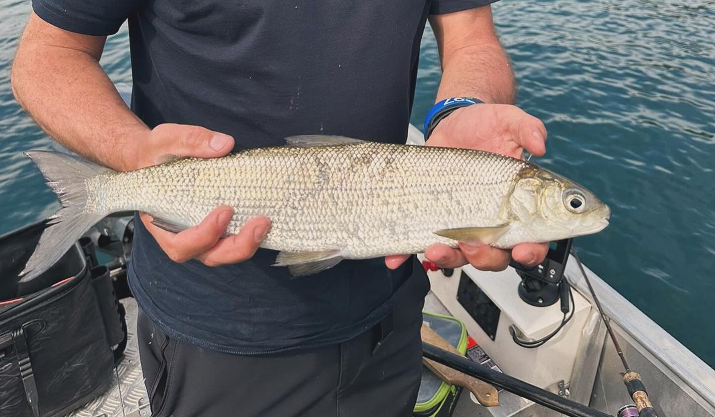 I pescatori: "Una specie estinta, altre crollate. Il pesce sta sparendo ...