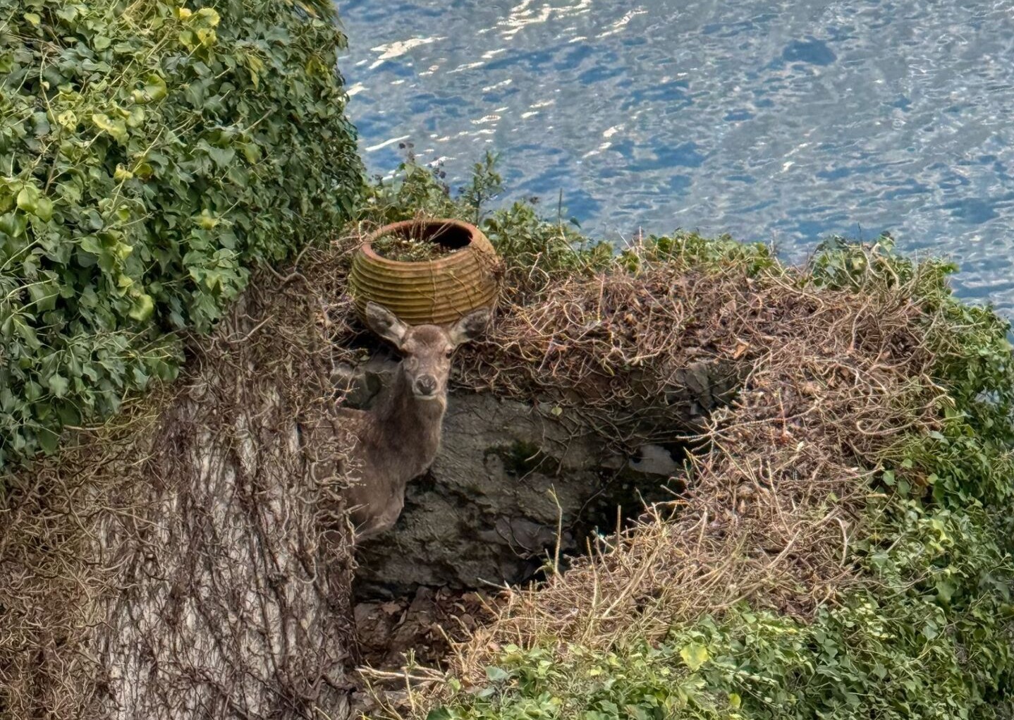 La cerva aspetta i piccoli ma è affaticata e disorientata tra i monti ...
