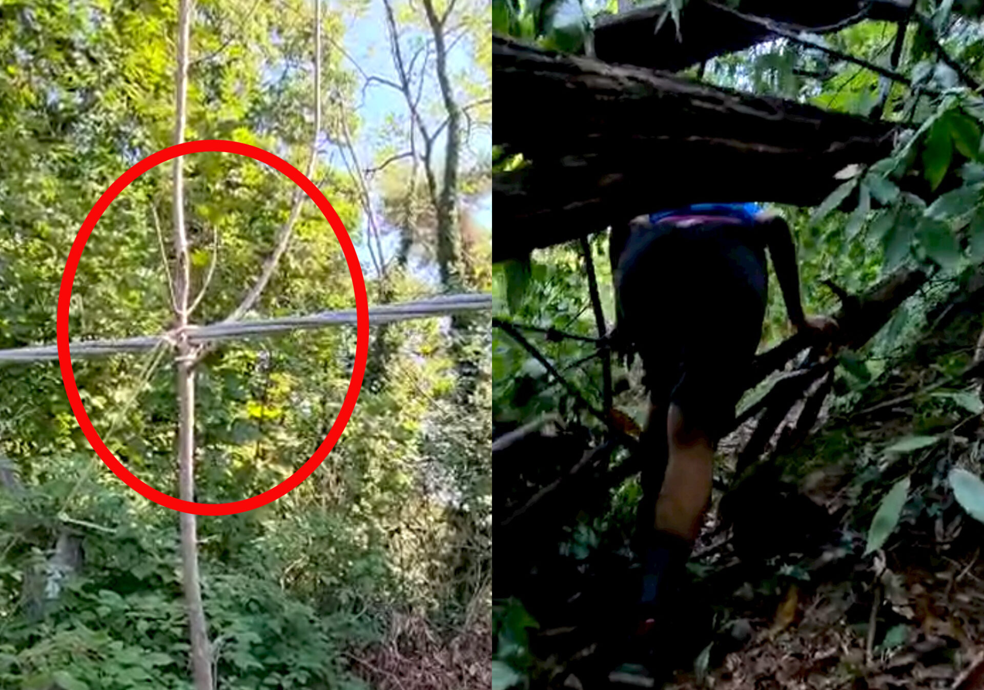 Nel parco gioiello di Como gli alberelli usati come reggi cavo e ancora ...