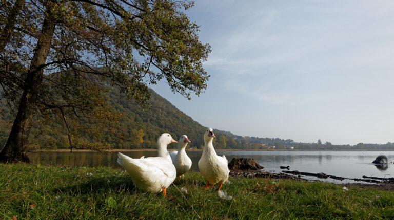A Como il Lago con acque tra le più pure d'Europa: montagne mozzafiato ...